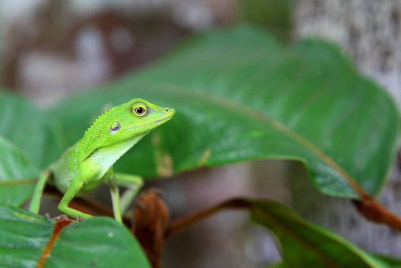 NEZNANE POTI: Koncno pravi Borneo